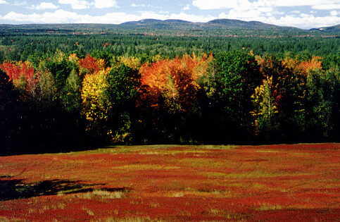 Do Wild Blueberry Barrens Turn Red in Fall? | Wild Blueberries