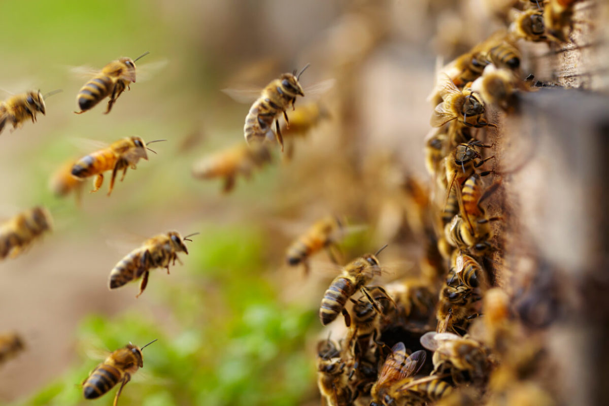 As pollination season begins, bees are taking no lunch breaks - Wild ...