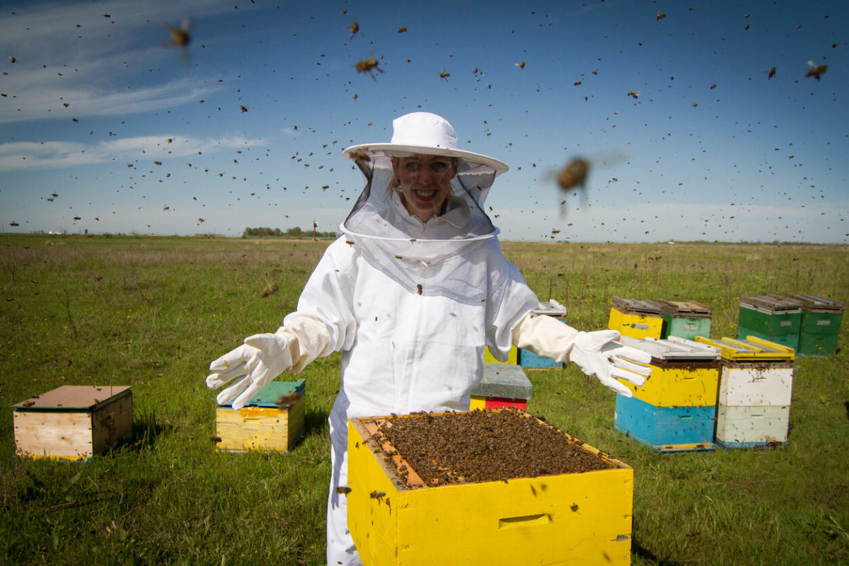 As pollination season begins, bees are taking no lunch breaks - Wild ...