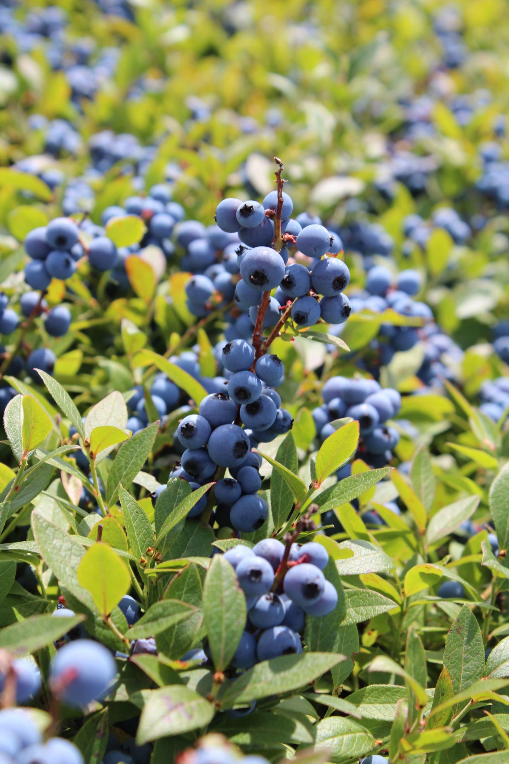 Purple Foods & Recipes Your Heart Will Love | Wild Blueberries