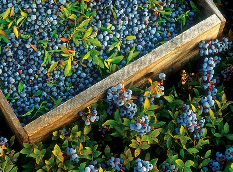 Growing & Harvesting Wild Blueberries | Wild Blueberries