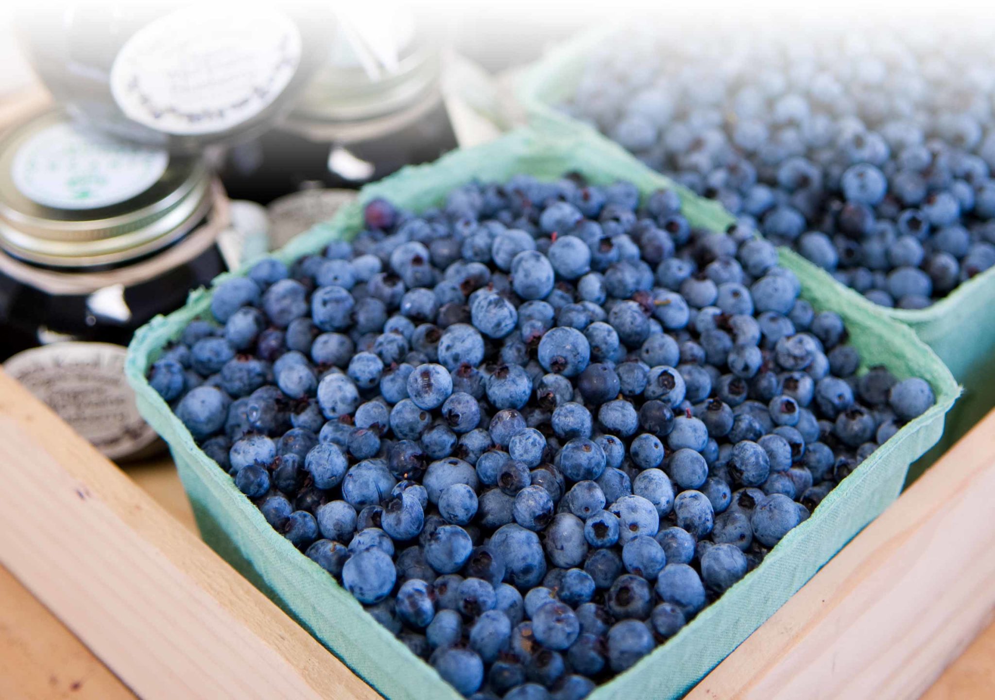 It's Fresh Wild Blueberry Season in Maine | Wild Blueberry Blog