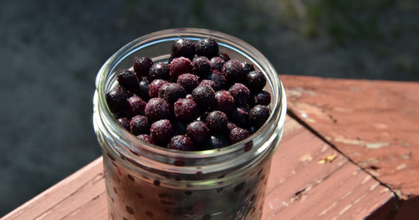 Why Choose Frozen Wild Blueberries? - Wild Blueberries
