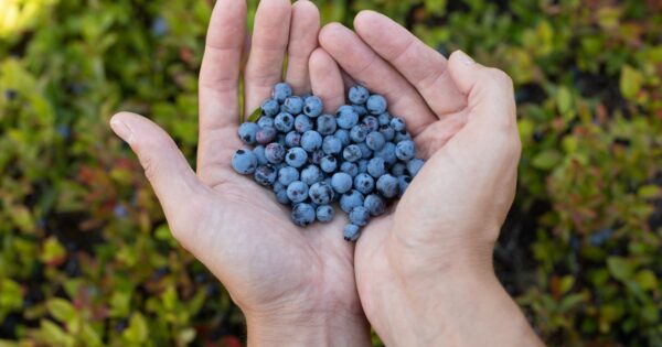 Need Help Mapping Out Your Wild Blueberry Weekend Adventure: Explore ...