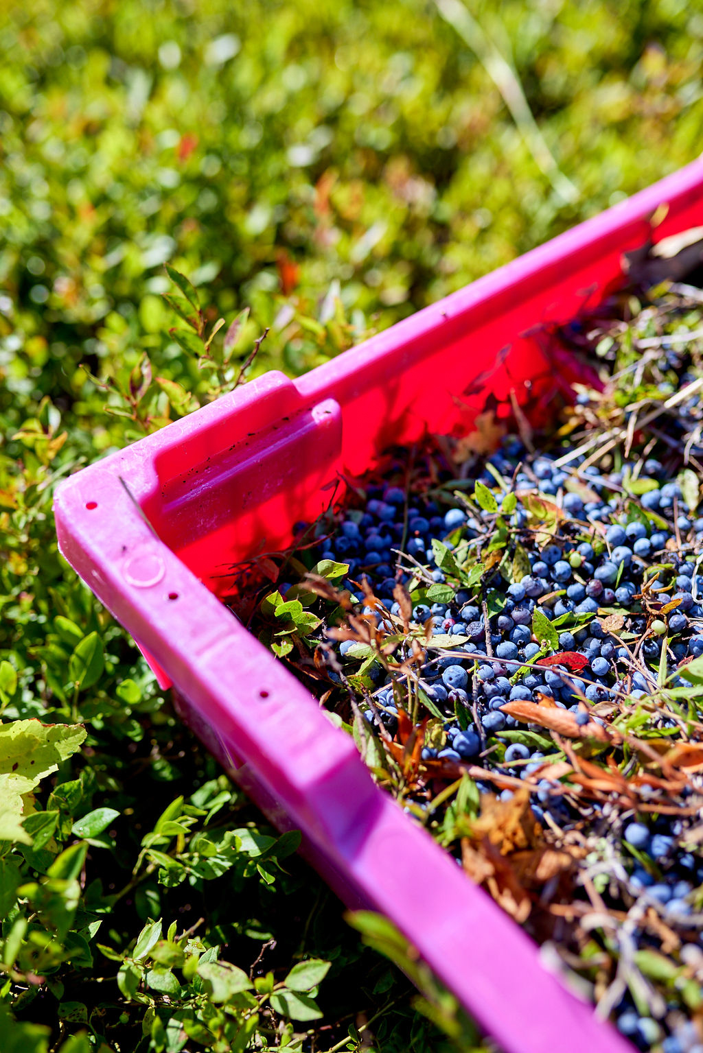 Fields Fields Blueberries: A Labor of Love in Maine's Wild Blueberry ...