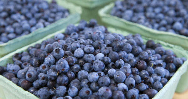 What are Blueberry Nutrition Facts? - Wild Blueberries