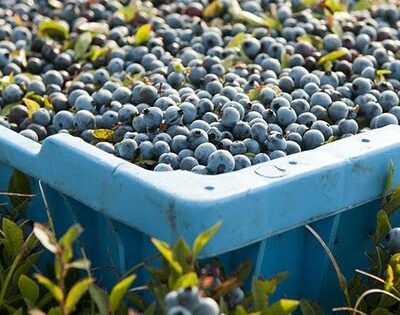 All About Blueberries: A Comprehensive Guide - Wild Blueberries
